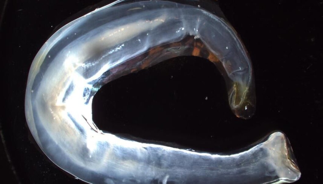 Creatures from the deep and cold Atlantic sea