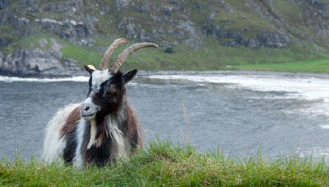 Endangered Norwegian livestock hanging on