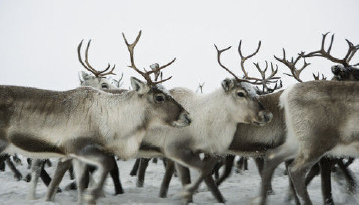 Reindeer genes show clear influence from last Ice Age
