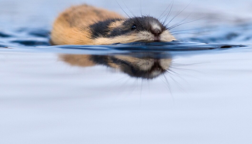 Trout may be dining on lots of lemmings