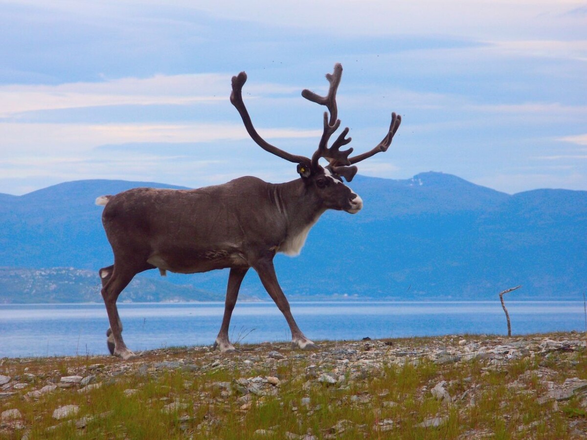 Kvinnelige Caribou Gevir Kjønn – Biologi – Store Norske Leksikon
